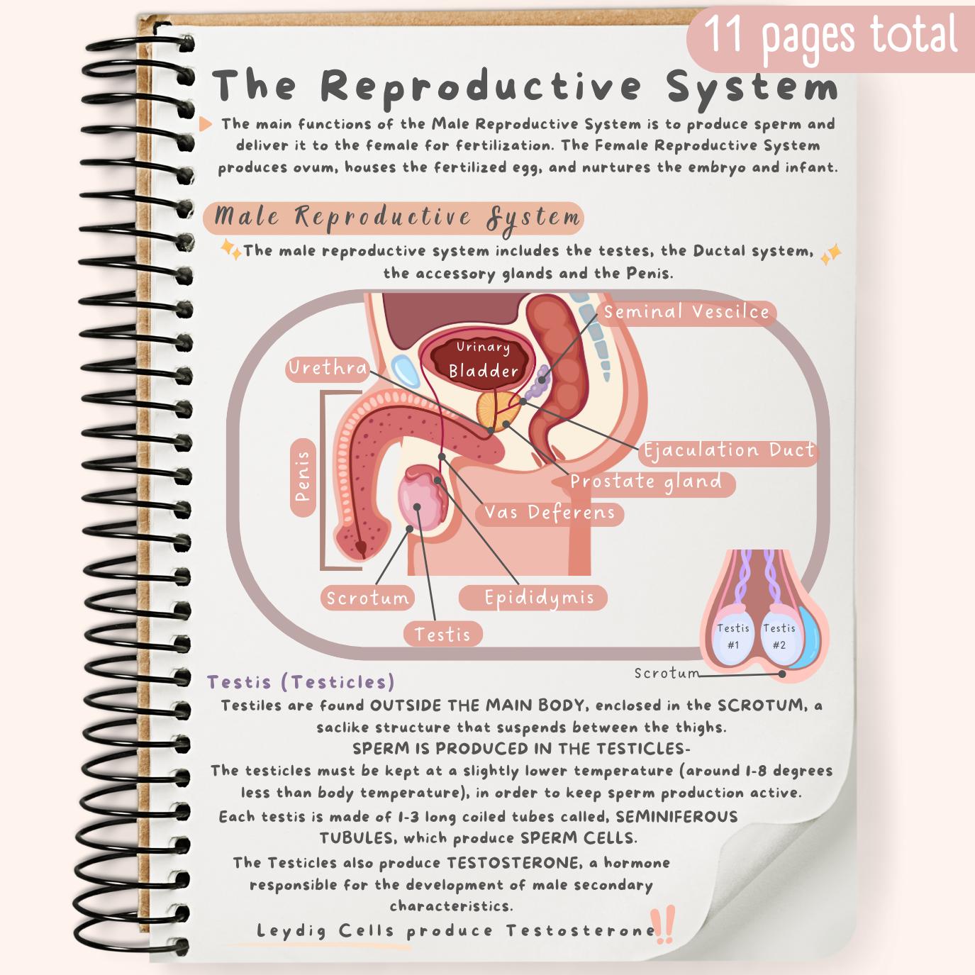 The Reproductive System Study Guide – TheTutor_Geek