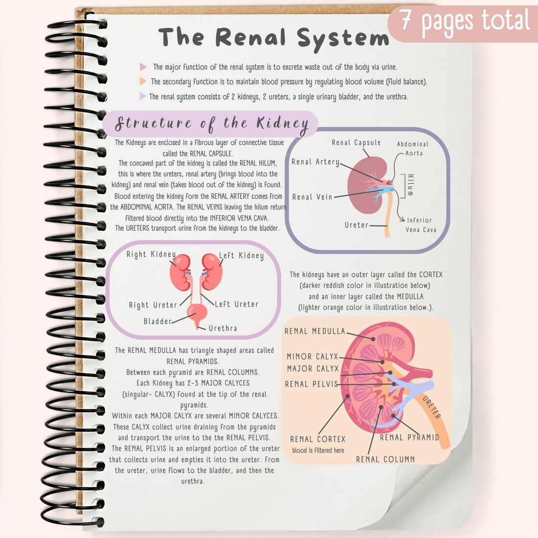 The Renal System Study Guide – TheTutor_Geek