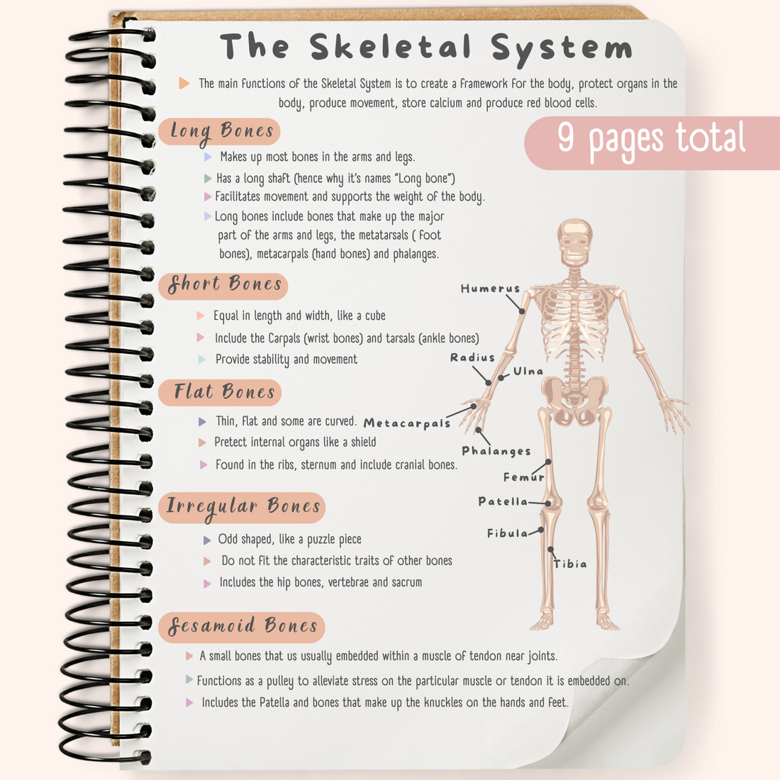 The Skeletal System Study Guide – TheTutor_Geek