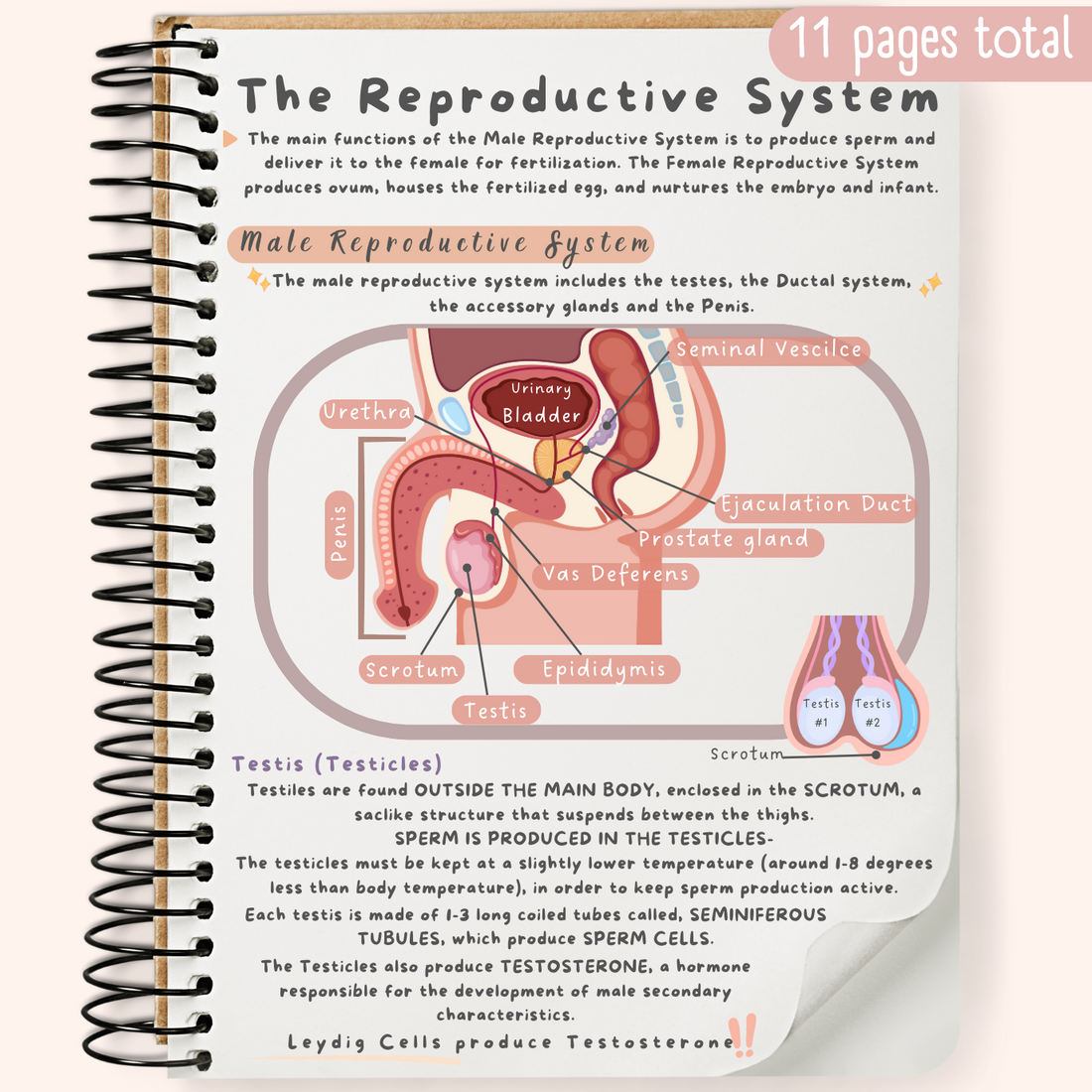 The Reproductive System Study Guide – TheTutor_Geek