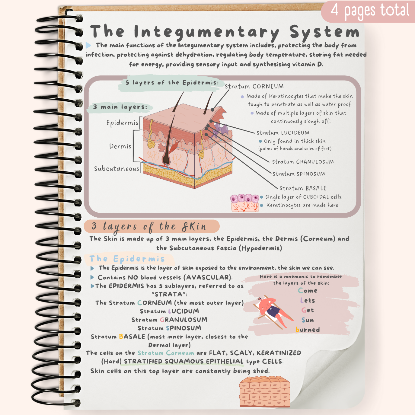 The Integumentary System Study Guide – TheTutor_Geek