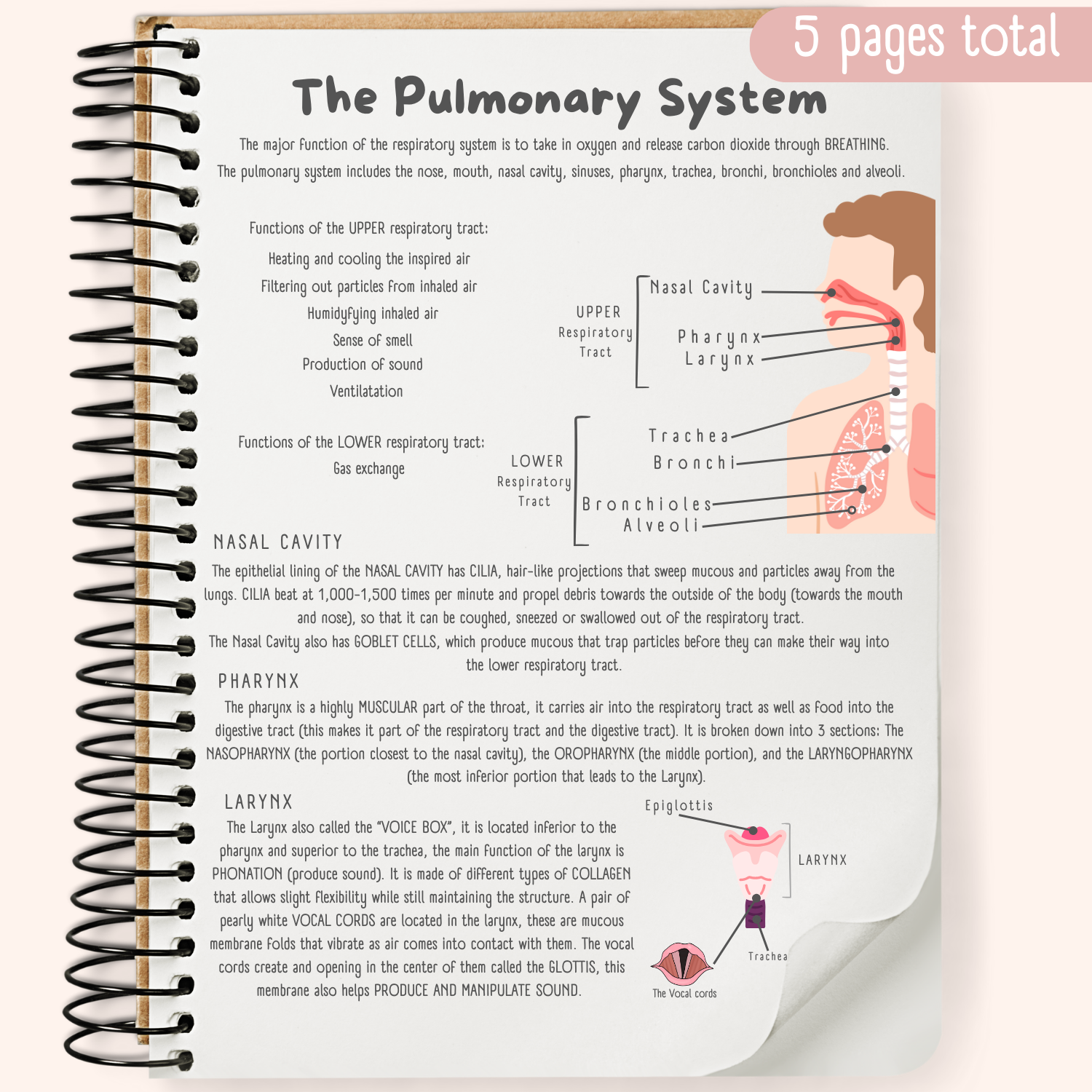 The Pulmonary System Study Guide Thetutor Geek